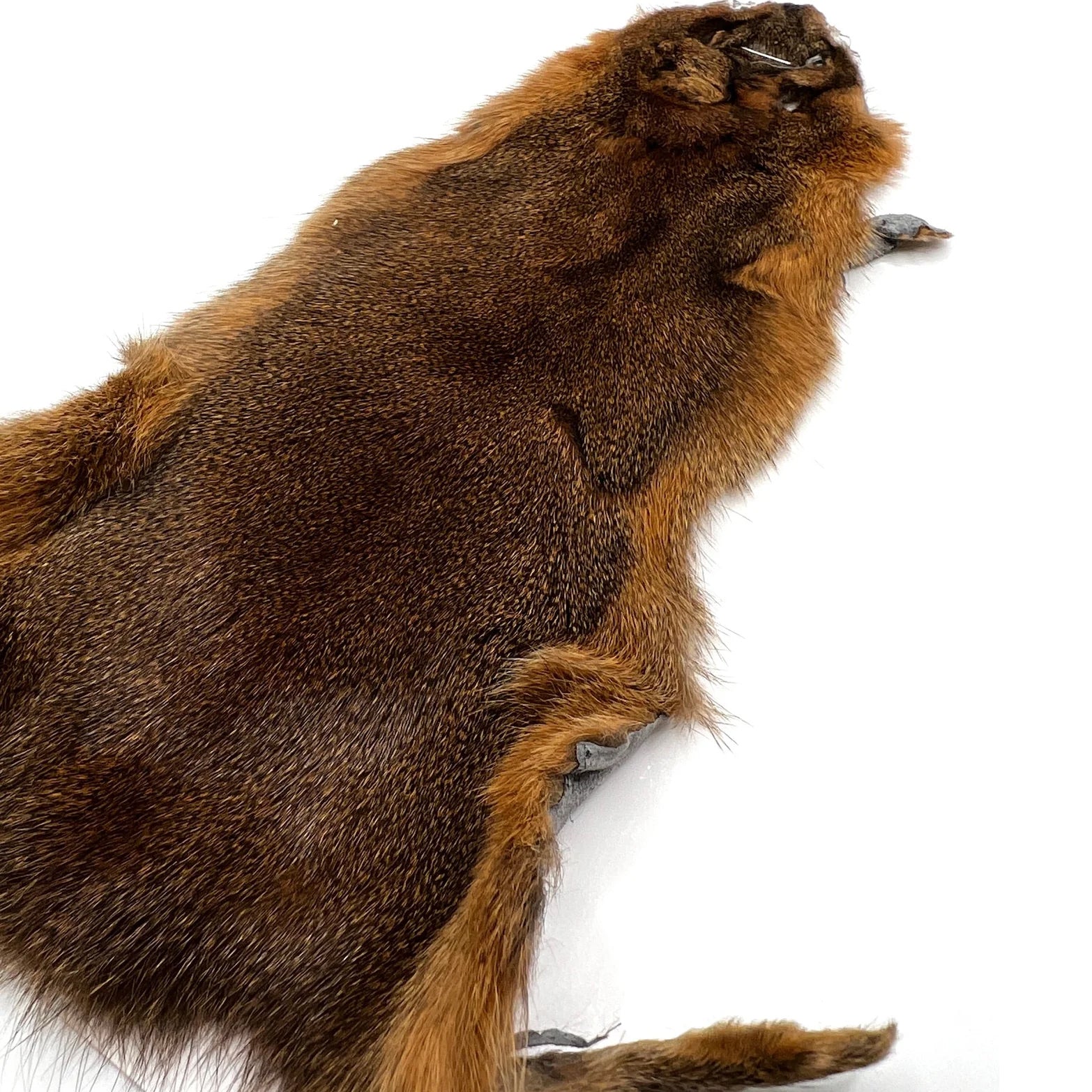 Squirrel Skin, Pine | Fur & Hair | Wapsi | J Stockard
