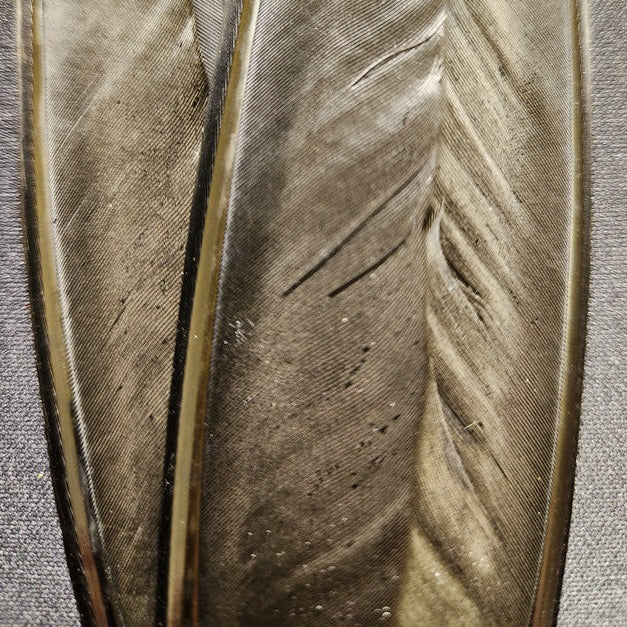 Pair of Duck Quills for Hackle by Wapsi at J Stockard