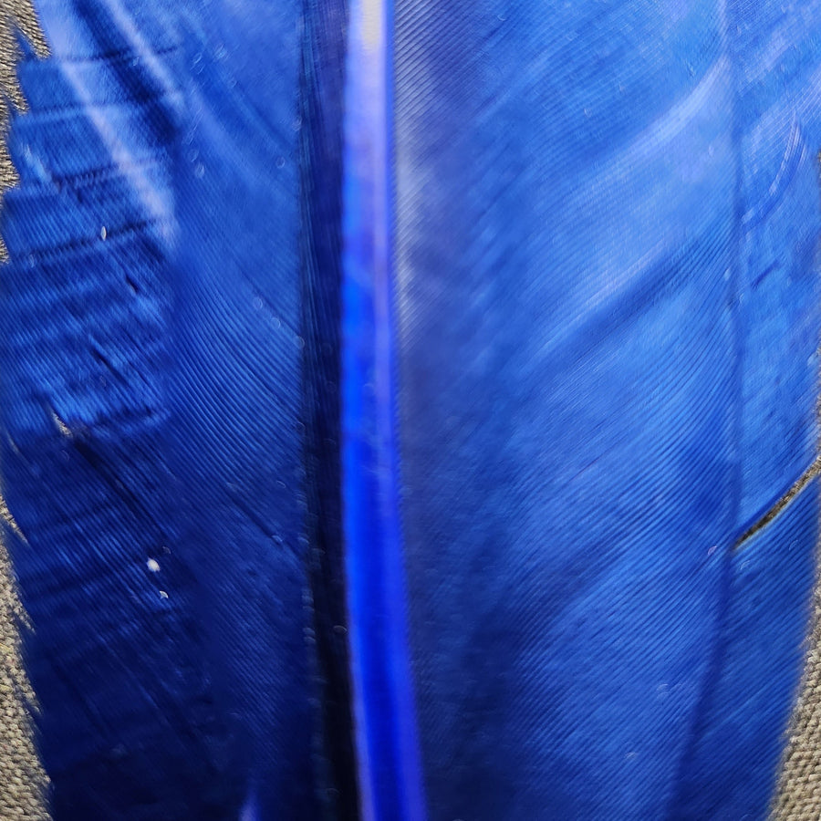 Pair of Duck Quills for Hackle by Wapsi at J Stockard