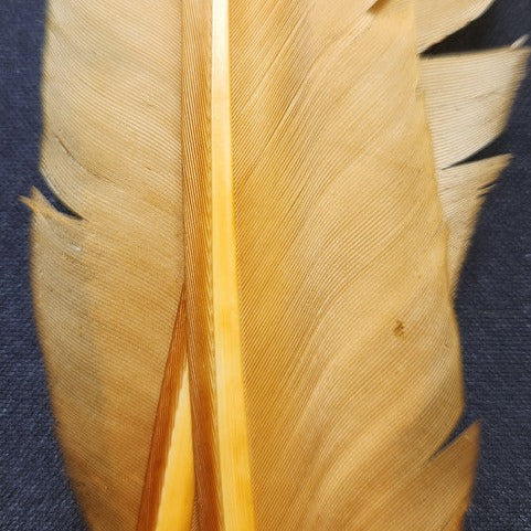 Pair of Duck Quills for Hackle by Wapsi at J Stockard