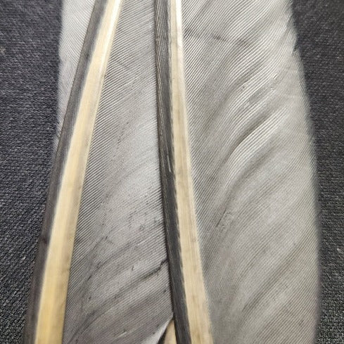 Pair of Duck Quills for Hackle by Wapsi at J Stockard