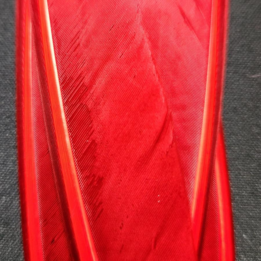 Pair of Duck Quills for Hackle by Wapsi at J Stockard