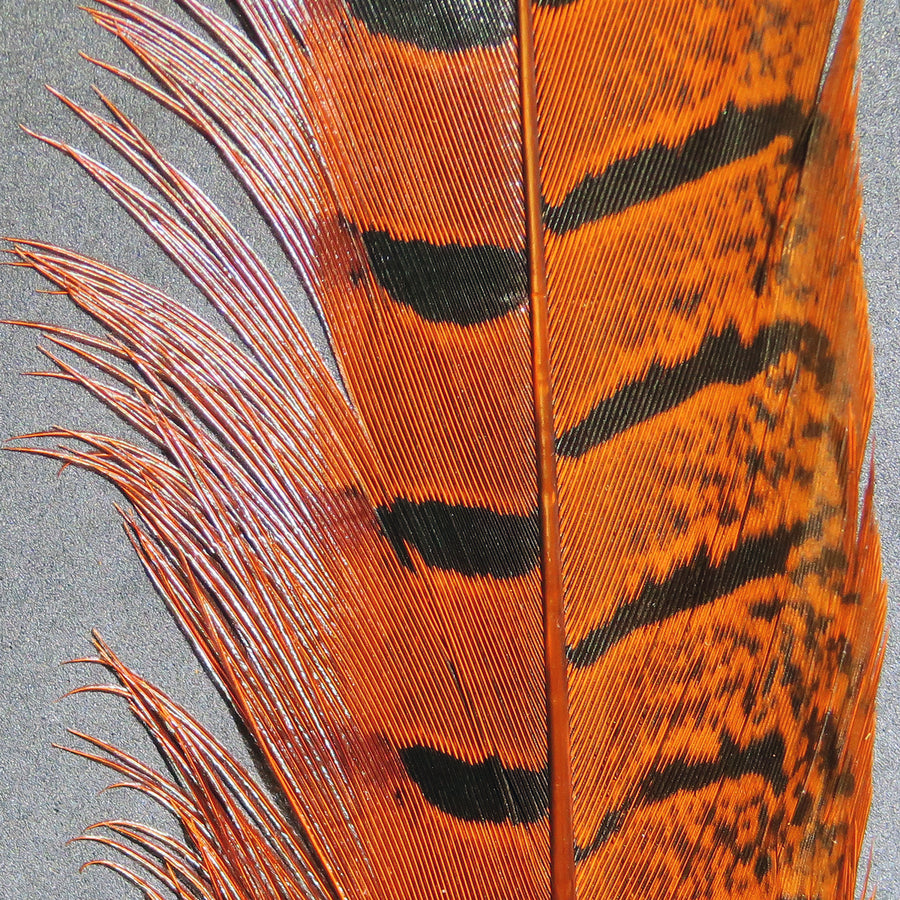 Ringneck Pheasant Tail Pair by Hareline | J. Stockard